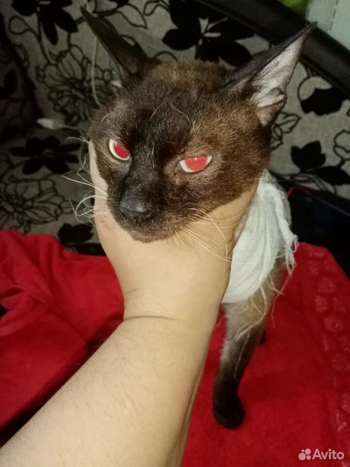 Сиамский кот