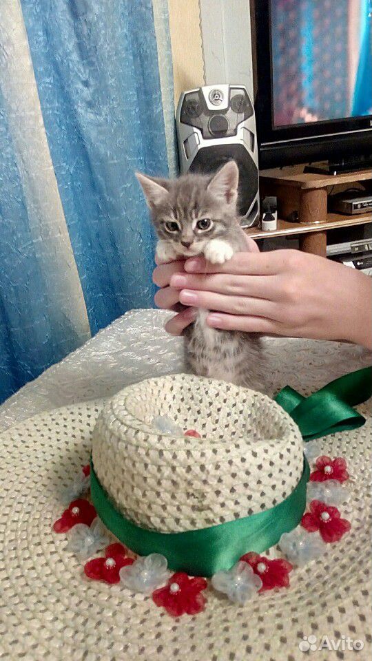 Отдам двух котиков