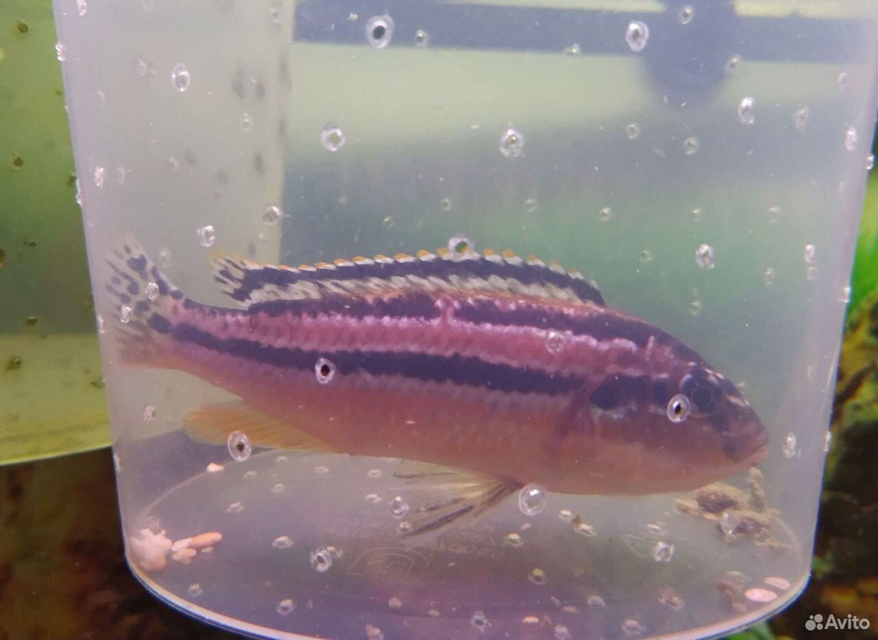 Золотая цихлида (Меланохромис ауратус)