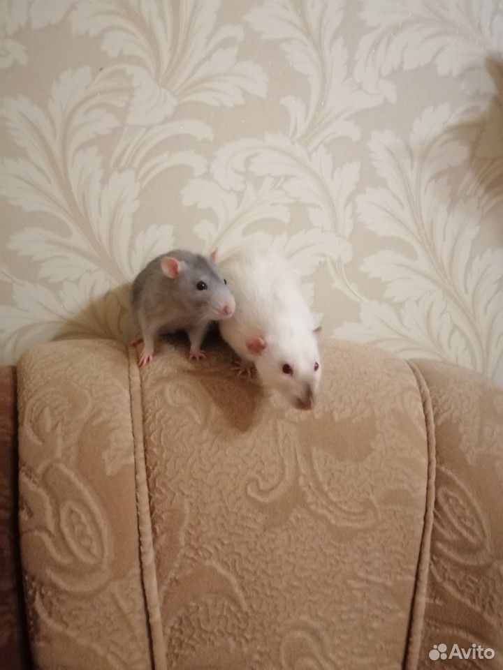 Декоративные крысы