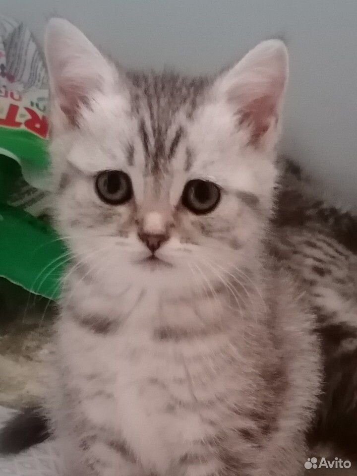 Шотландская девочка Скотиш-страйт