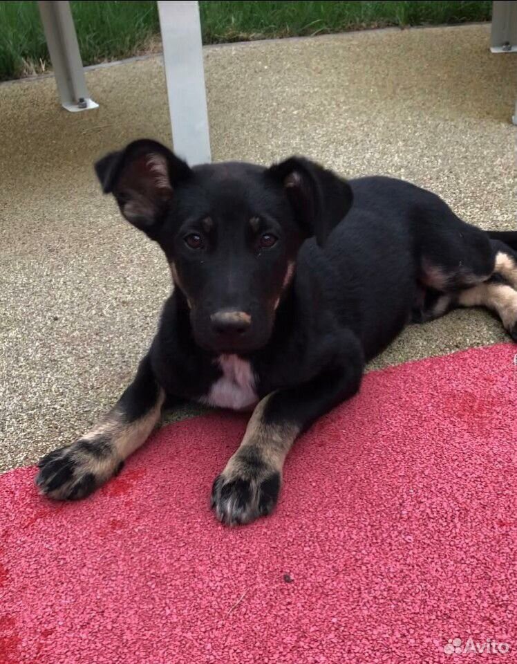 Шарик- мальчик 3,5 мес. Активный, здоровый, смышле