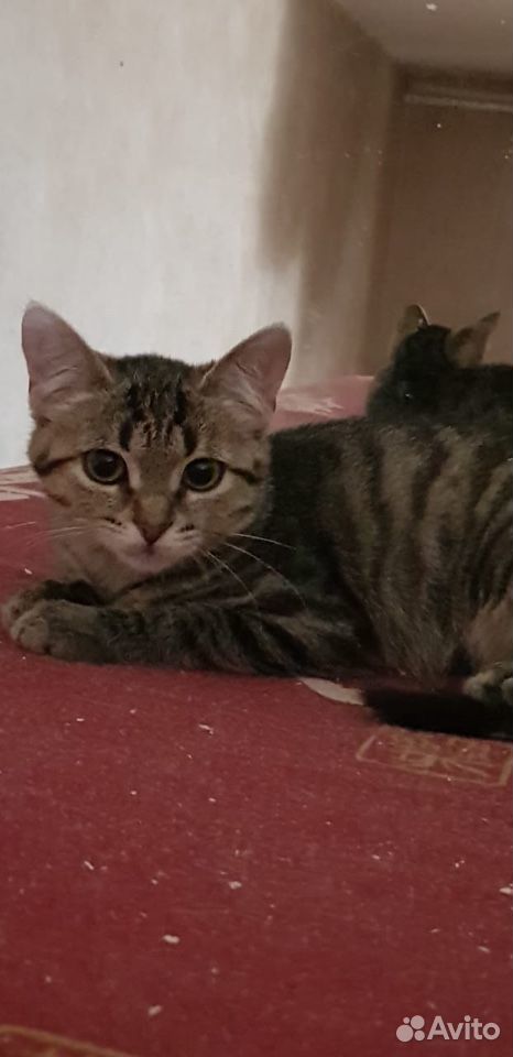 Котёнок девочка Лара 2,5 мес