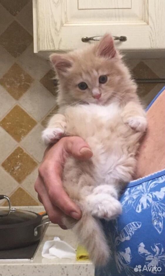 Сладенький пирожочек, котеночек