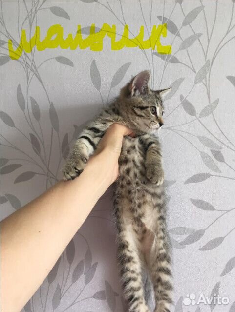 Отдаём котят в добрые руки