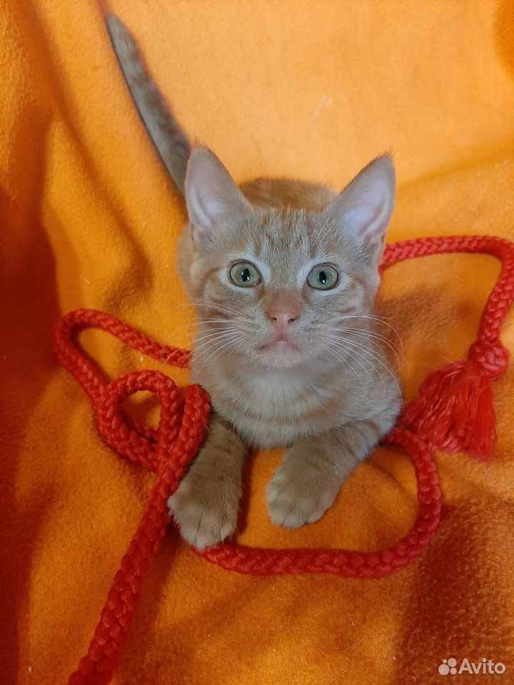 Рыжая милота в Ваши нежные ручки