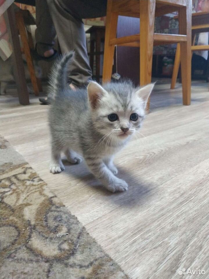 Котята в добрые руки бесплатно