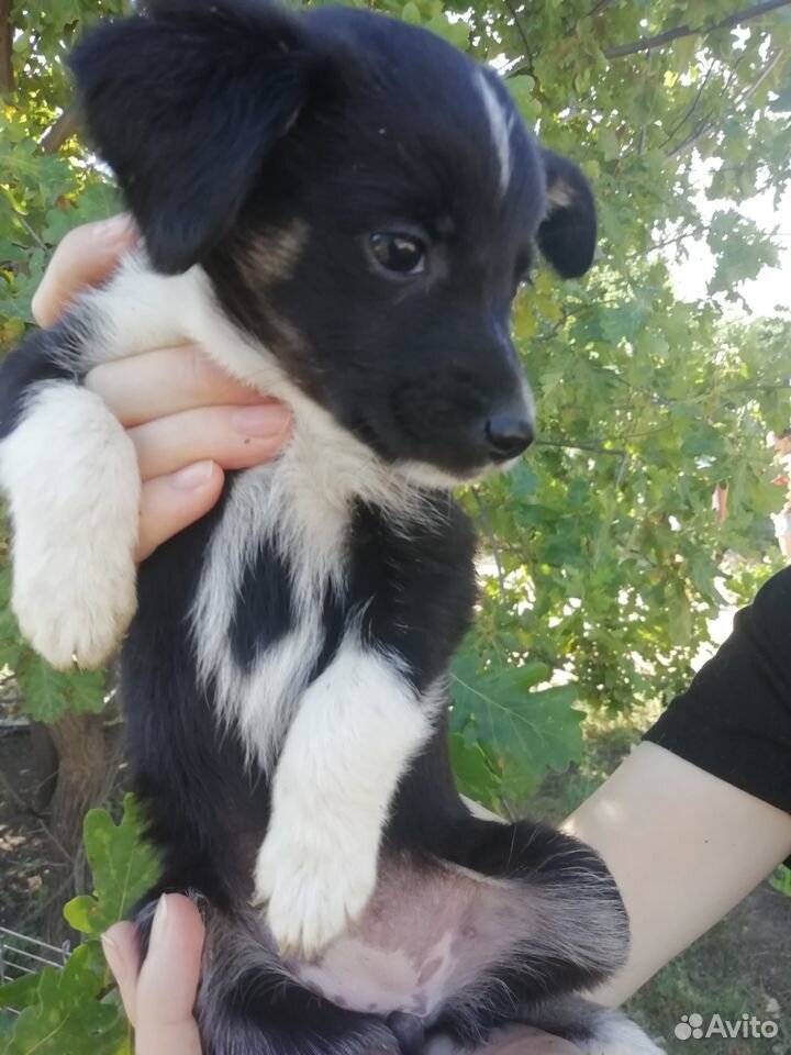 Маленький щеночек