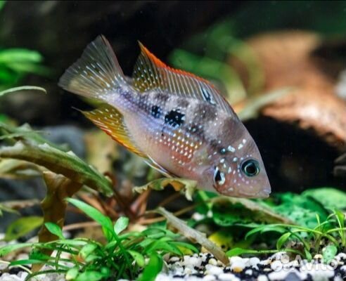 Рыба цихлазома Эллиота