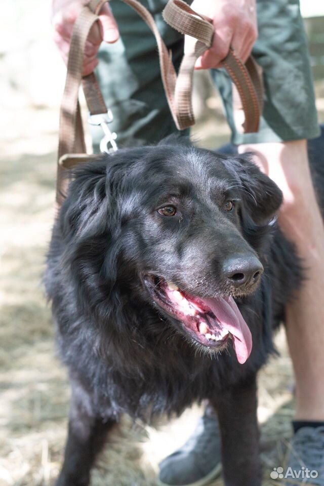 Добрый пёс Шарик в добрые руки