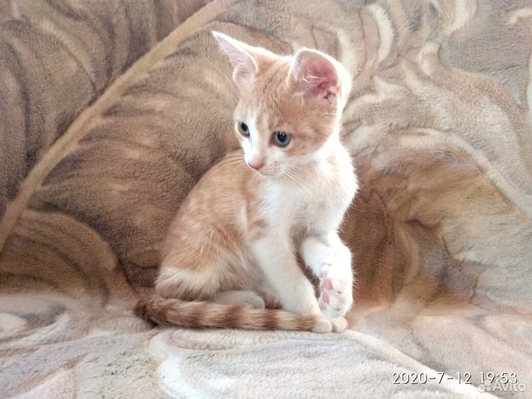 Котенок