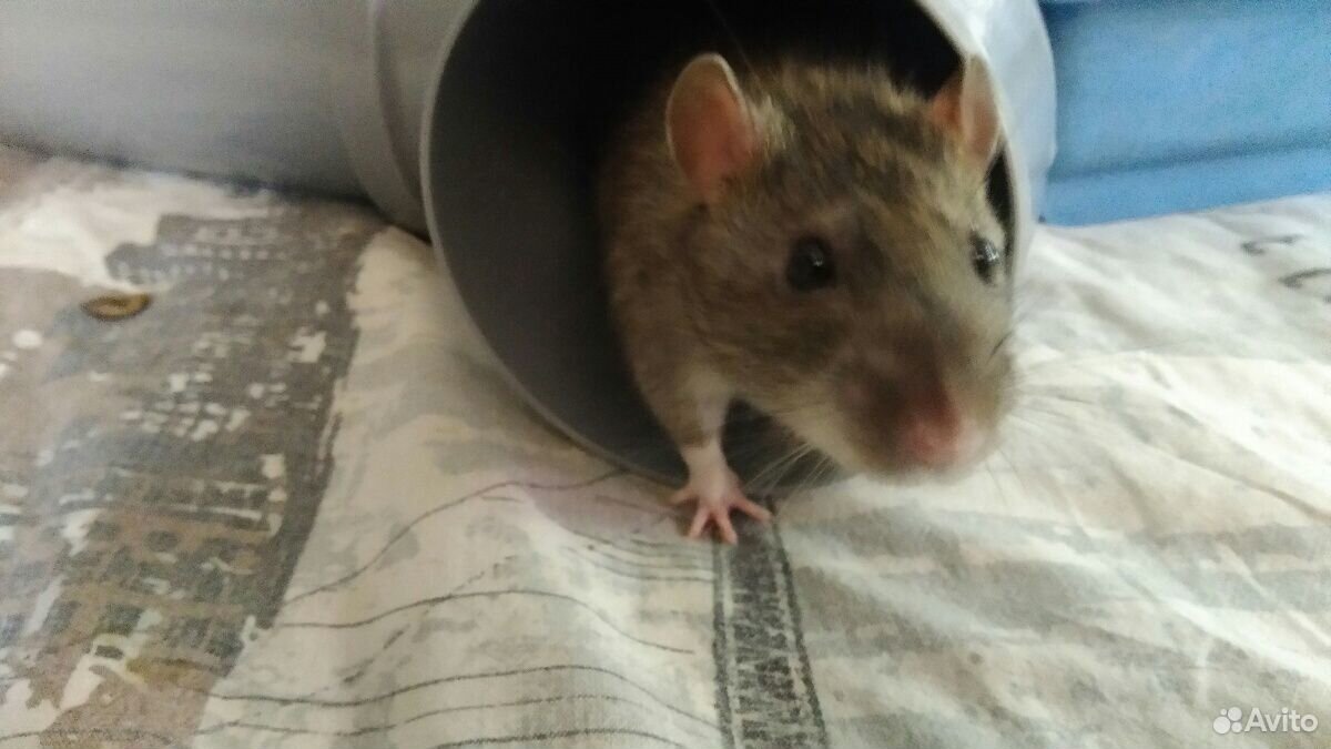 Крыс даром не на корм