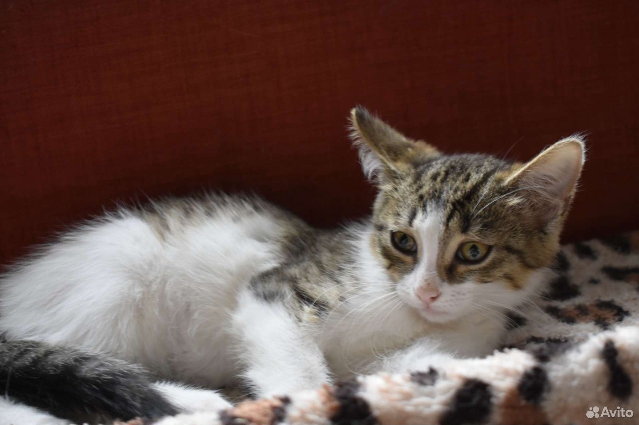 Котенок, кошечка