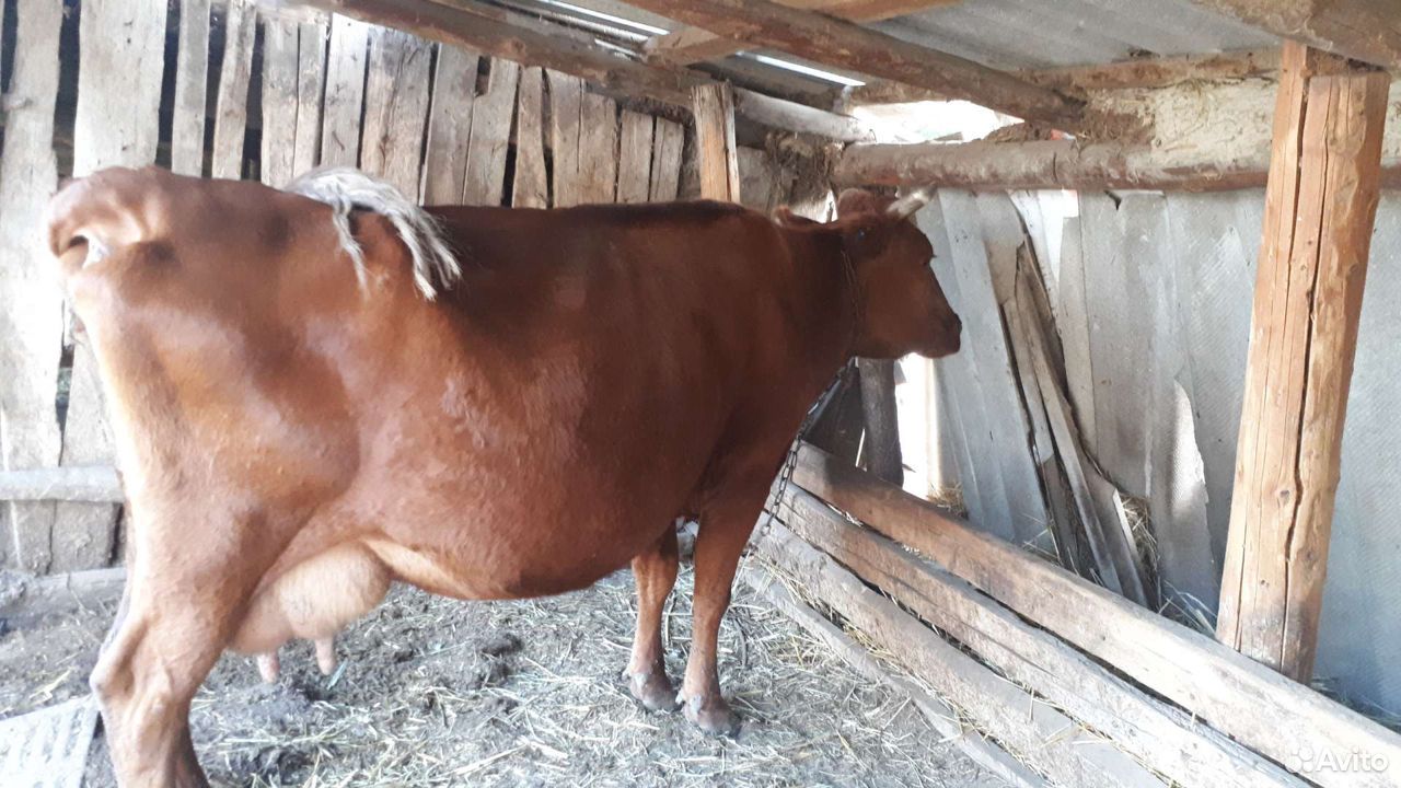 Корова и гуси