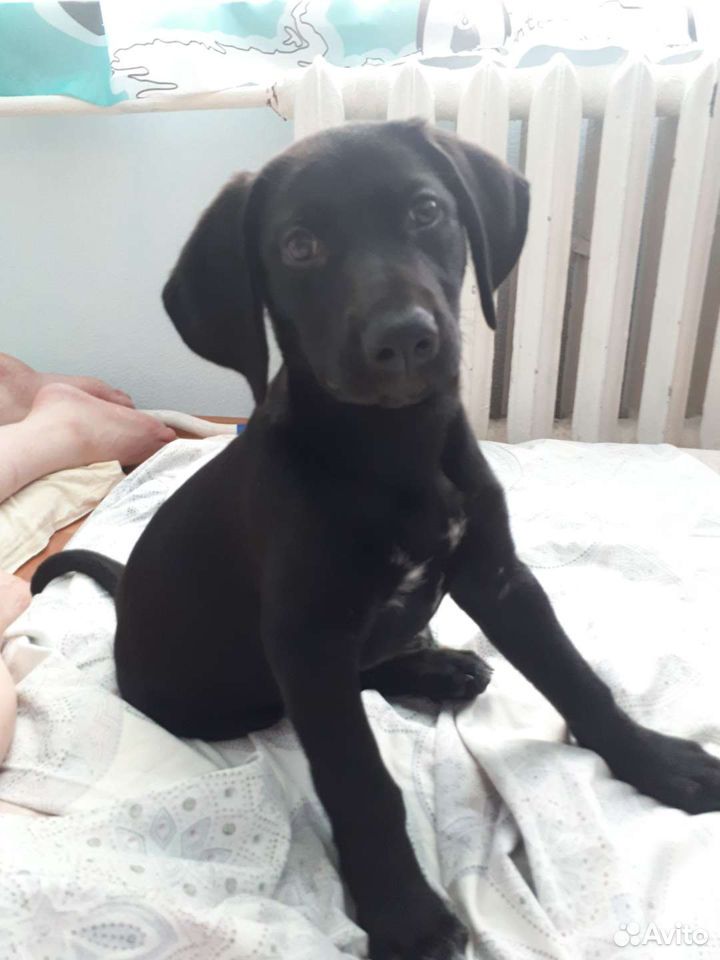 Метис нем.овчарки и курцхаар