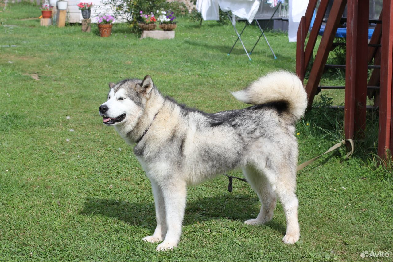 Девочка маламут