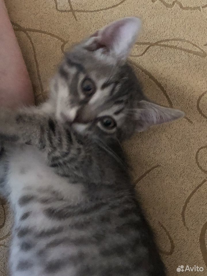 Котик Бакс