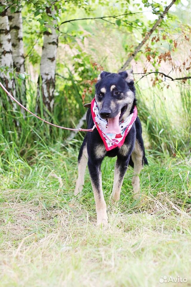 Пристраивается пёс