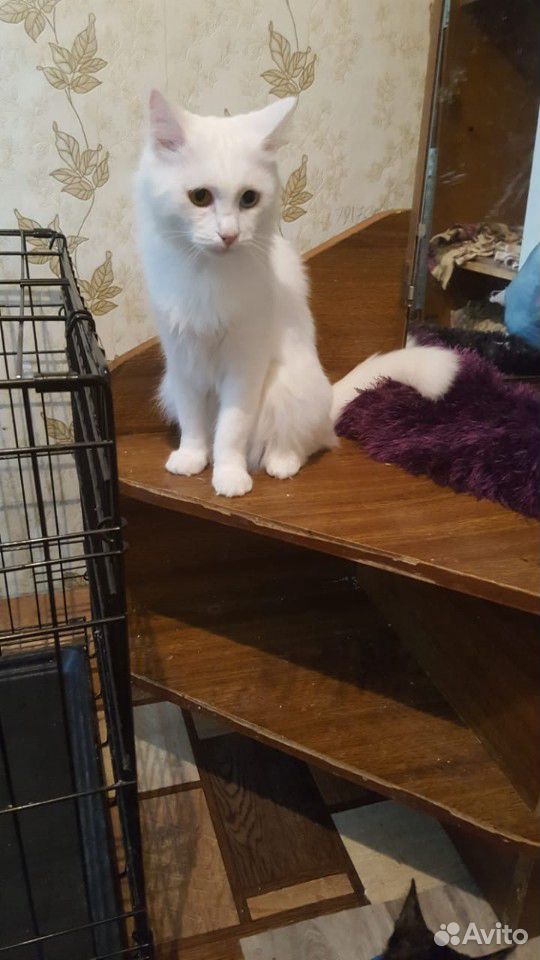 Кот