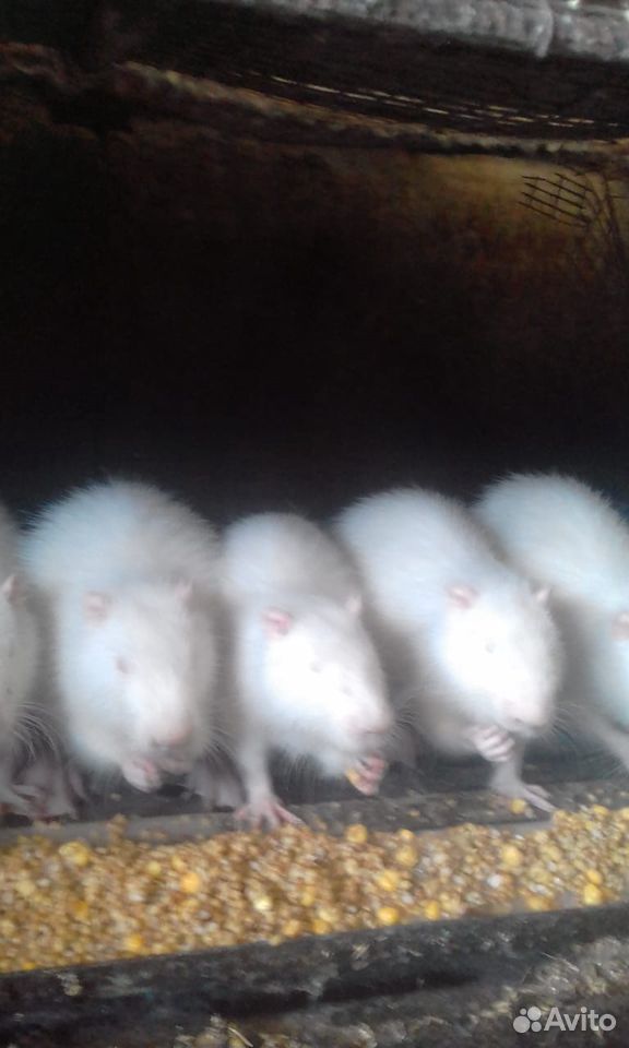 Продаются нутрии