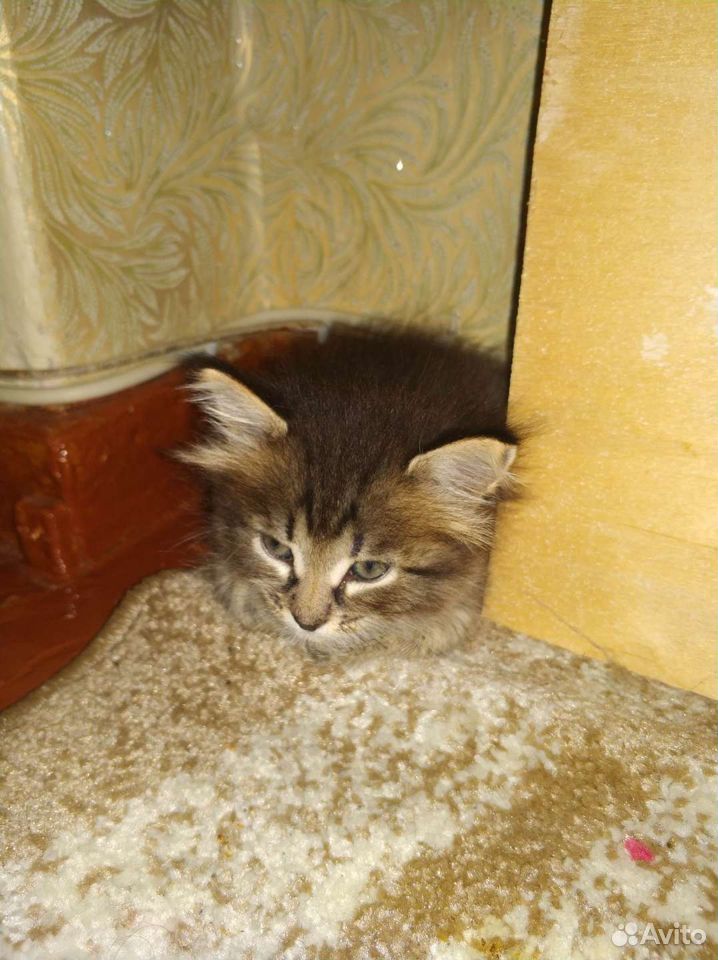 Майн Кун мальчик