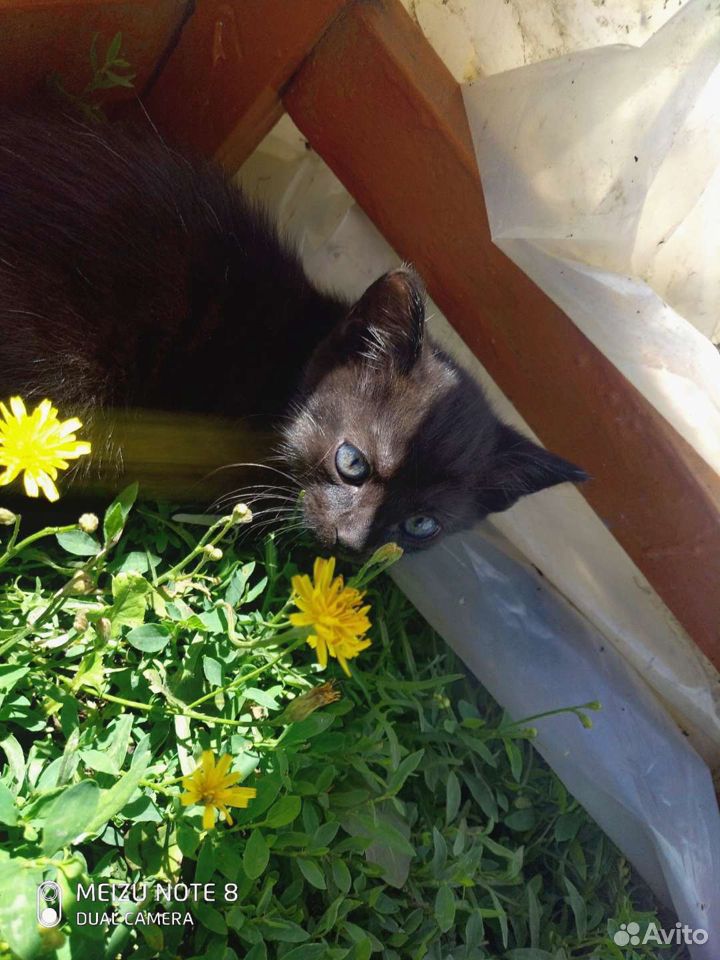 Котик