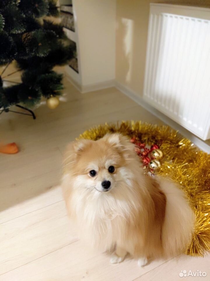 Шпиц мальчик