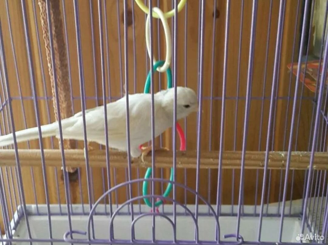 Найдена канарейка