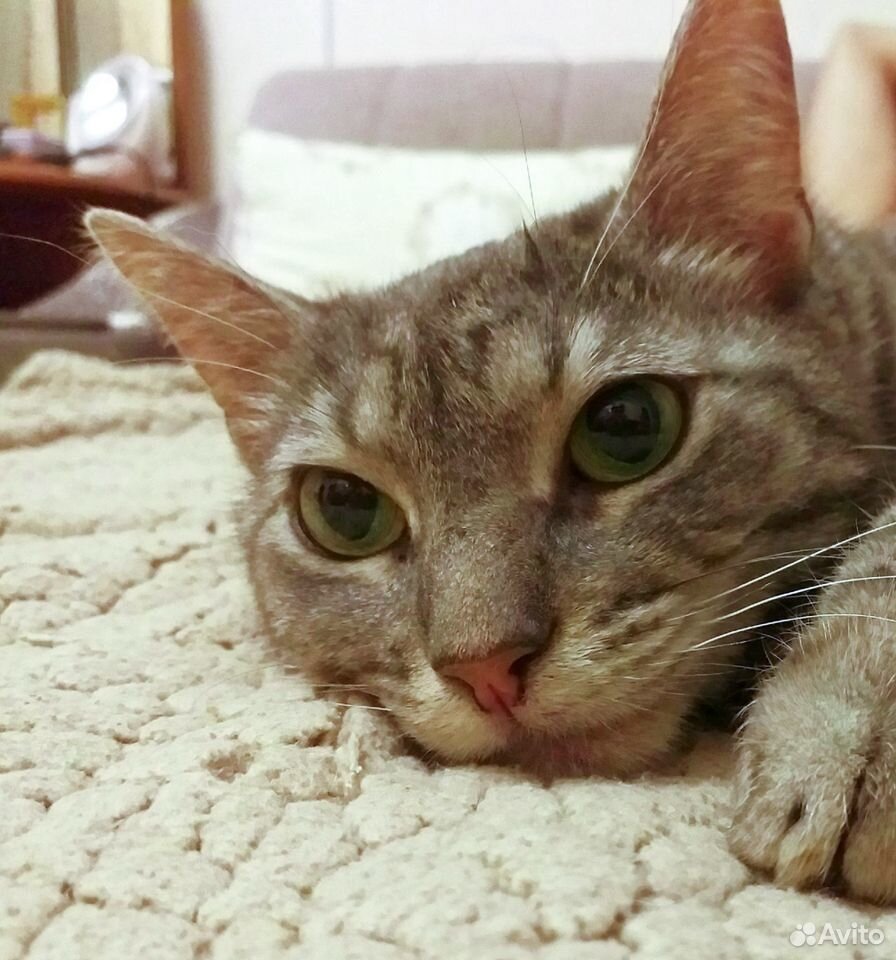 Молодая домашняя кошка