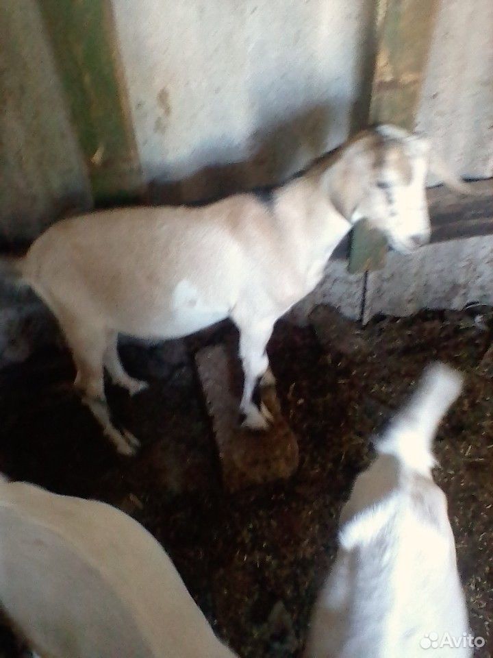 Козочки и козлики