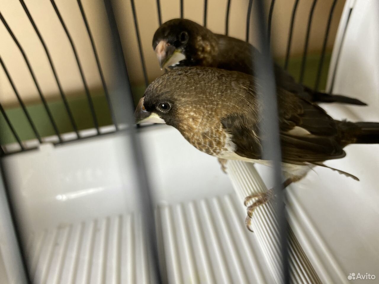 Японские амадины молодежь