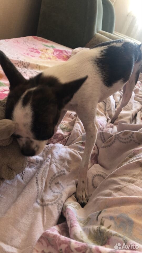 Вязка чихуахуа