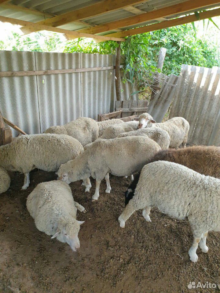 Овцы котные