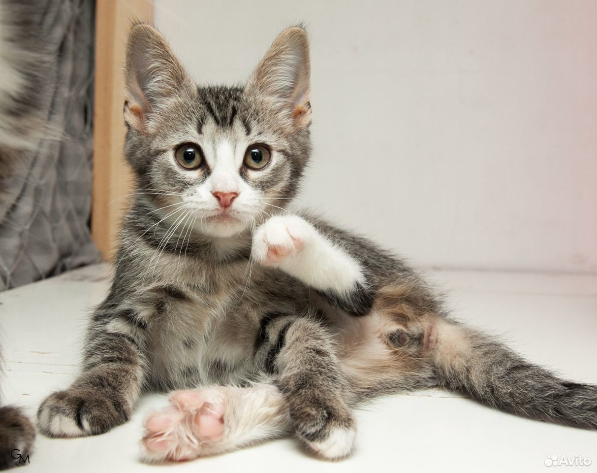 Хочу котенка. Котенок Вивьен