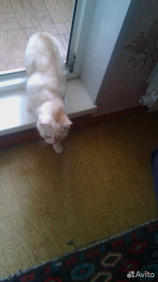 Ищем дом и любящую семью для кота Фили