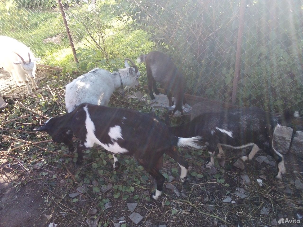 Доиные козы