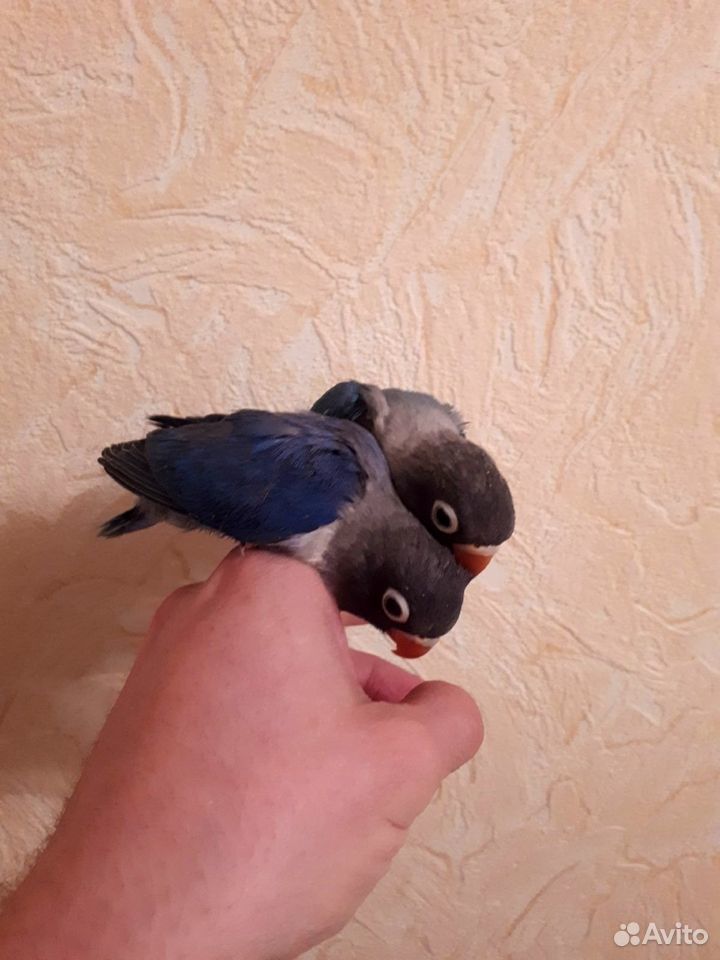 Попугай