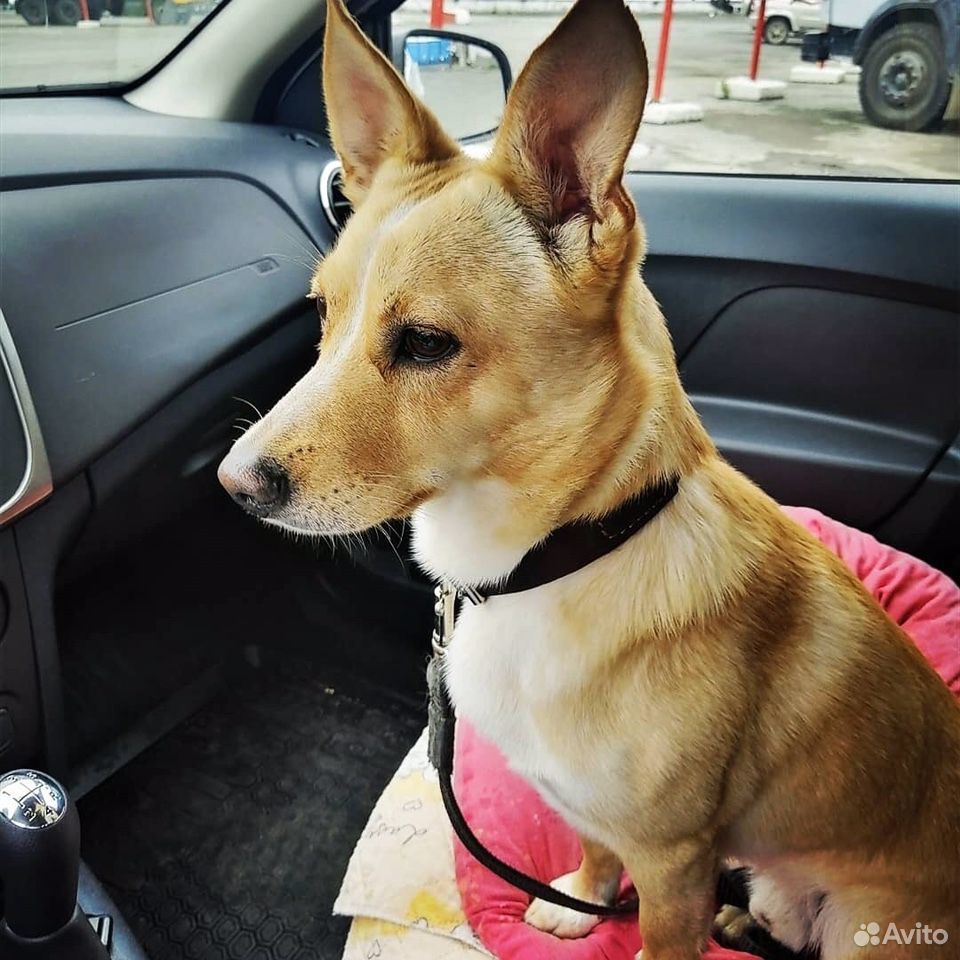 Малыш Лютик ищет семью