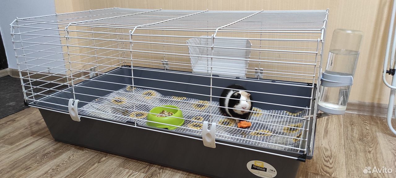Морская свинка с клеткой бесплатно в добрые руки
