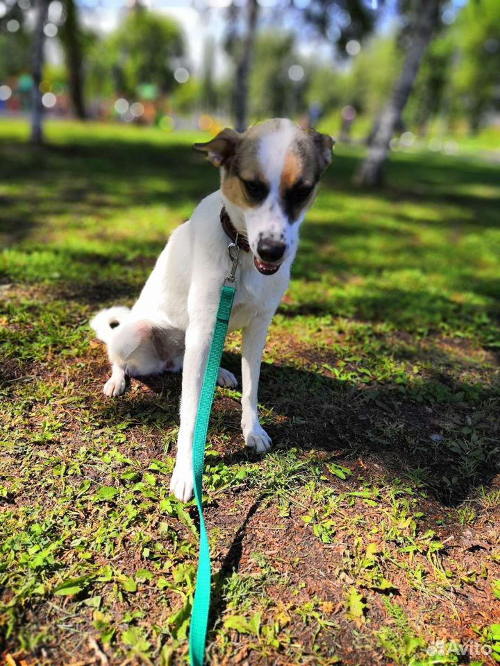 Метис лайки