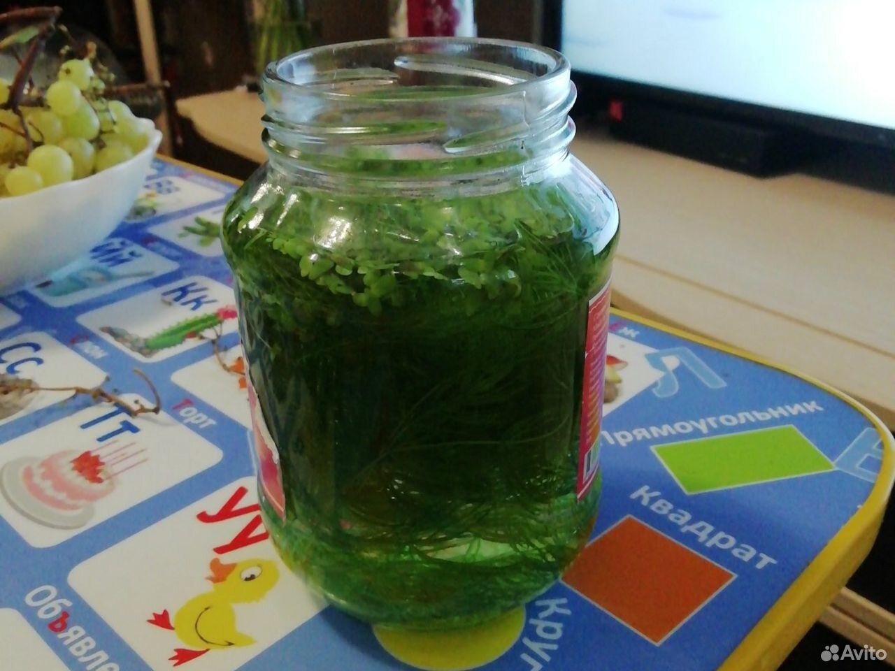 Водоросли для аквариума