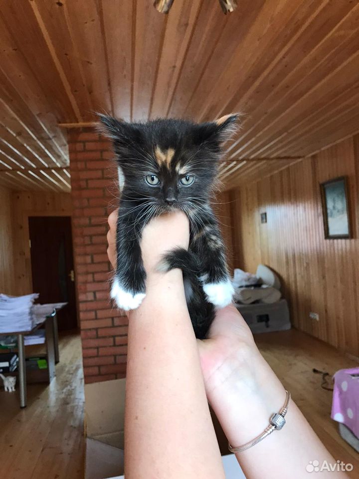 Котята в добрый руки