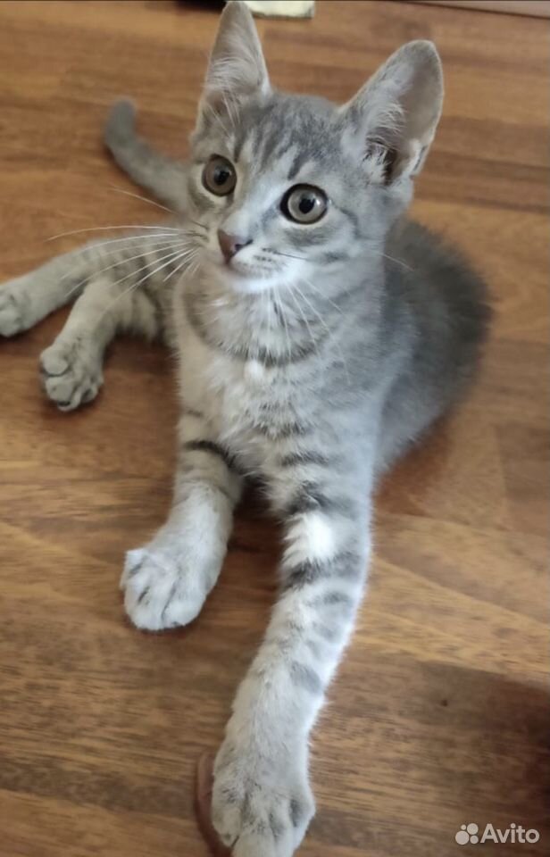 Серебристый котёнок Тёмочка 3,5 месяца в добрые ру