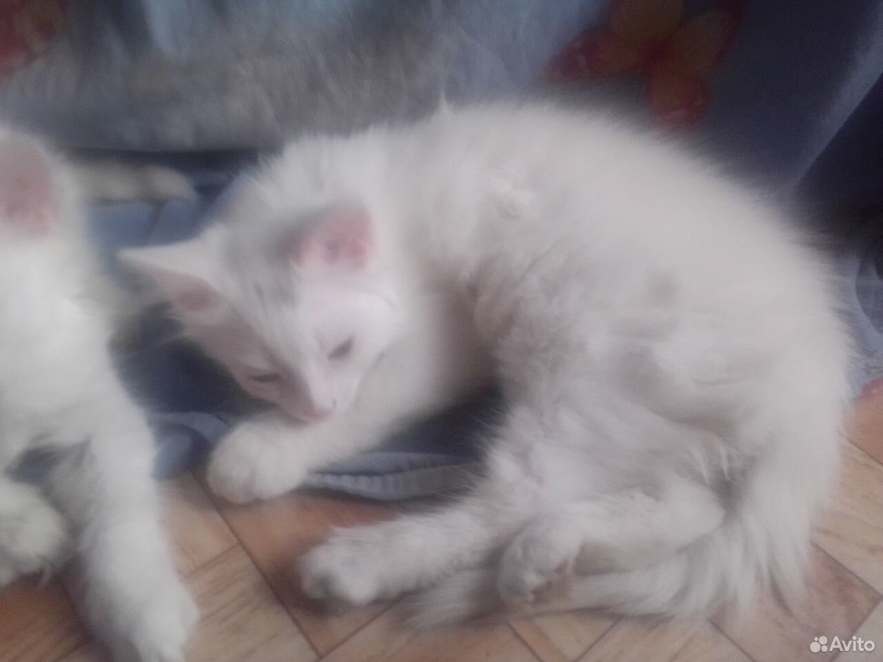 Котата