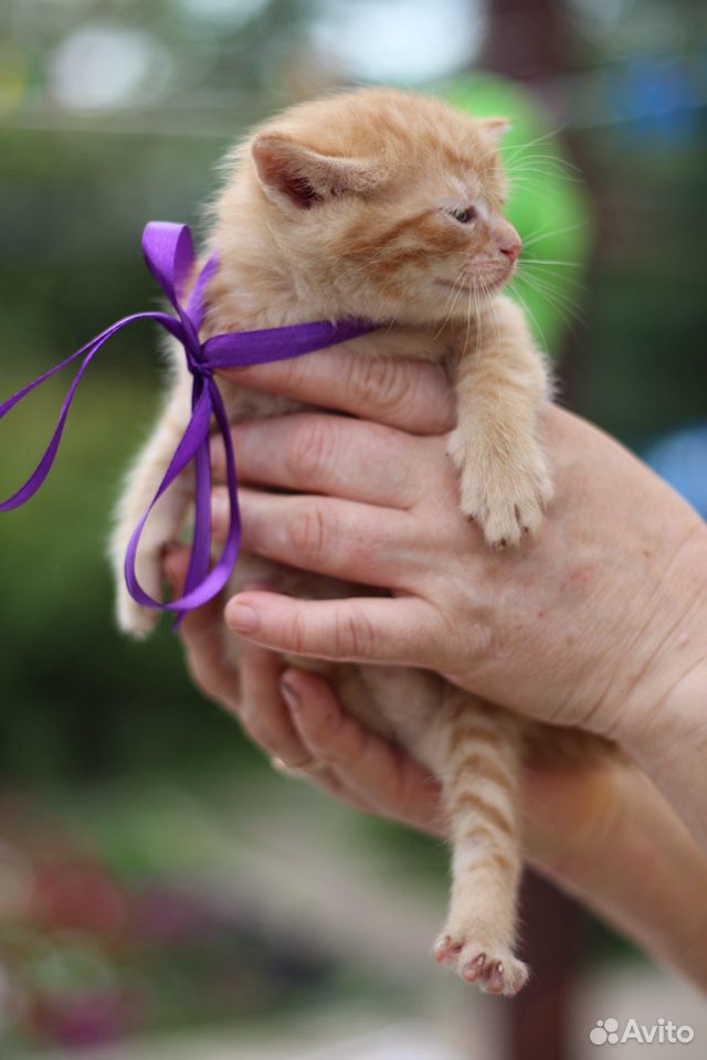 Котята в добрые руки