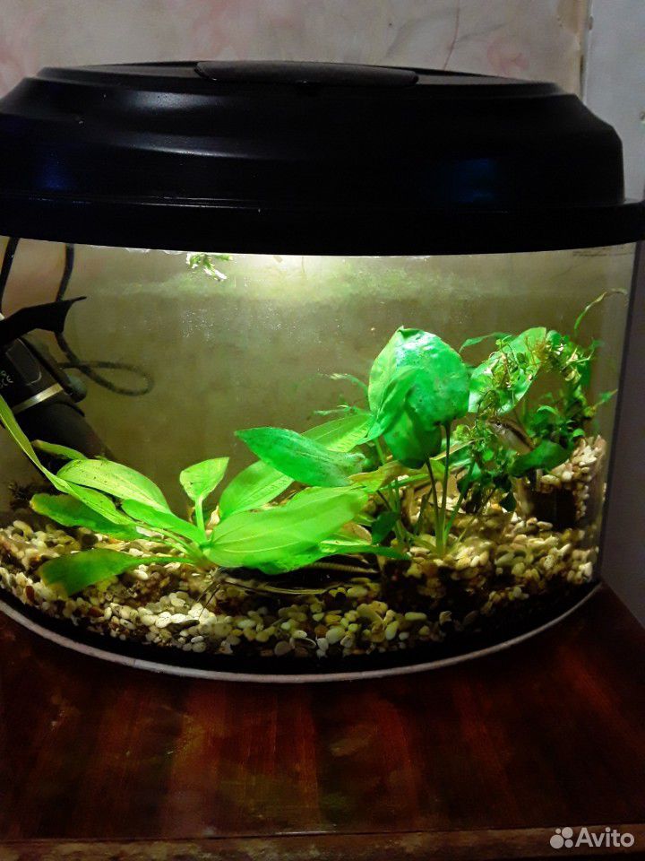 Аквариум