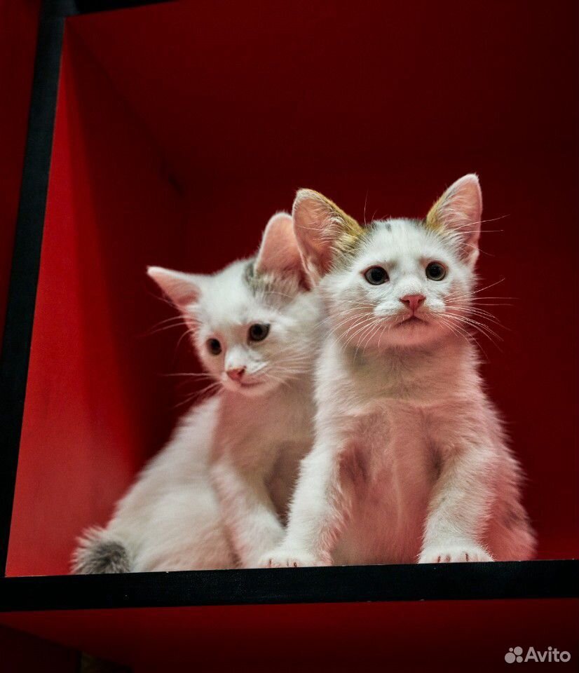 Котята- мальчики, один- трехцветный. 2 месяца