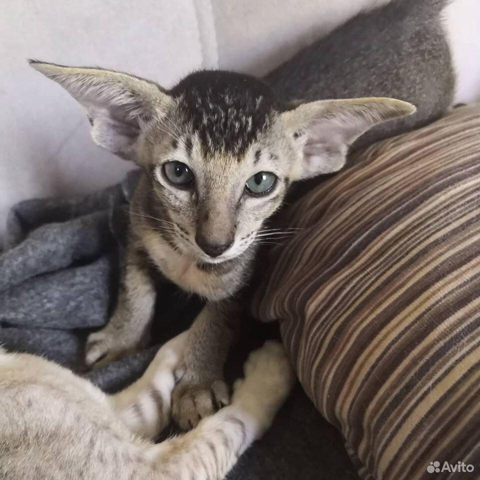 Ориентальный парень