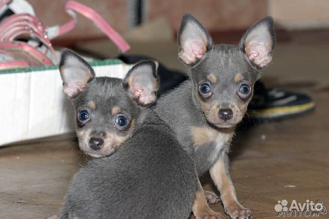 Красивейшие голубые-лиловые мальчики тойчики