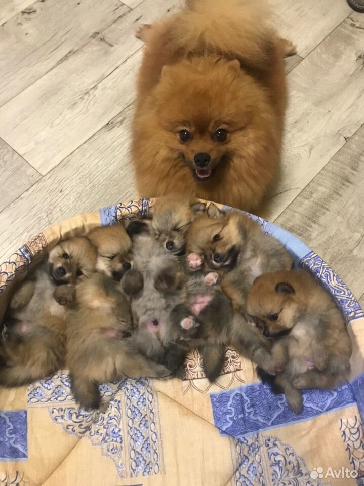 Малый немецкий шпиц